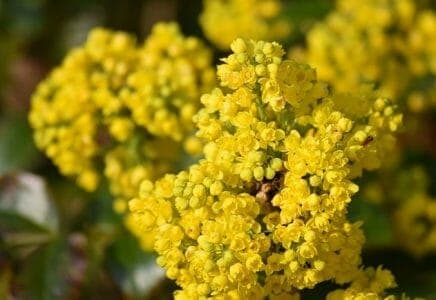 Types of Flowers | 500+ Different Kinds of Flowers with Photos!