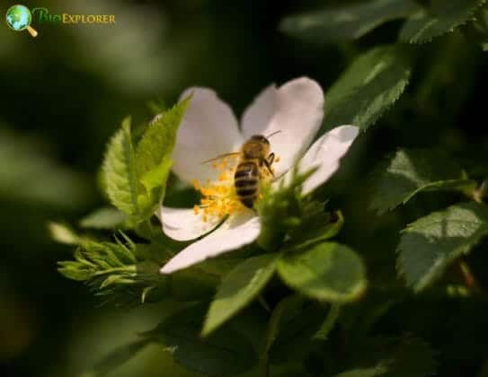 Eglantine Flower | Rosa rubiginosa | Sweetbrier | Mosqueta Pictures