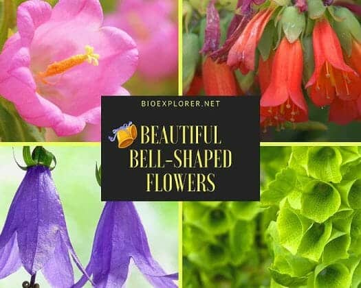 30+ Bell-Shaped Flowers | Flowers That Look Like Bells | BioExplorer.net
