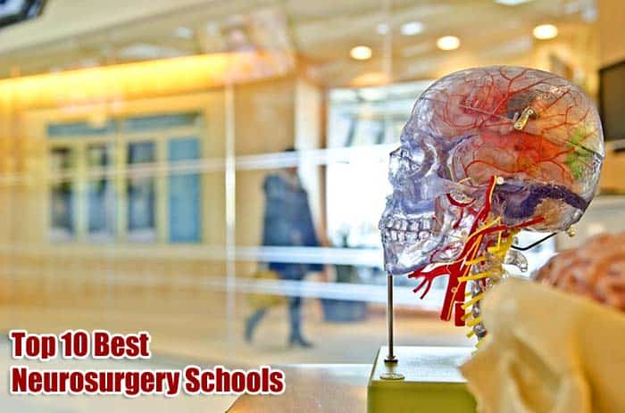 Top 10 Best Neurosurgery Schools in USA | Biology Explorer
