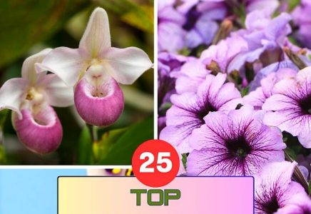 October Birth Flowers | Marigold and Cosmos Flower | Meaning & Symbolism