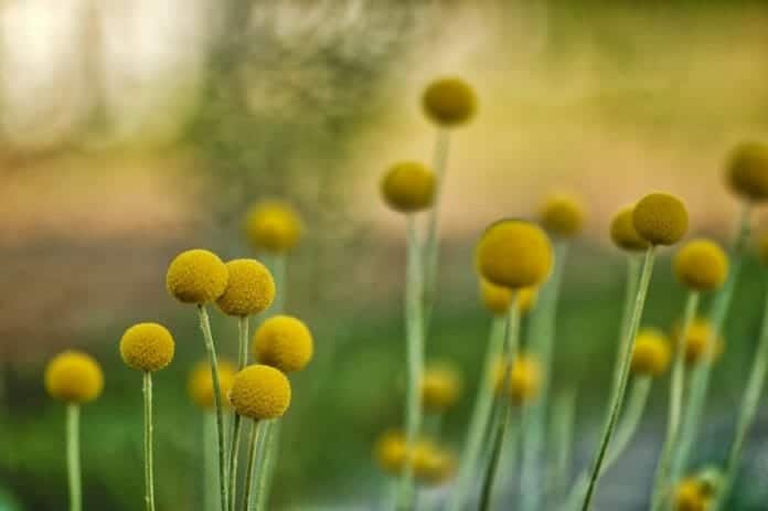 Billy Buttons Flower | Drumsticks | Woolly Heads | Billy Balls