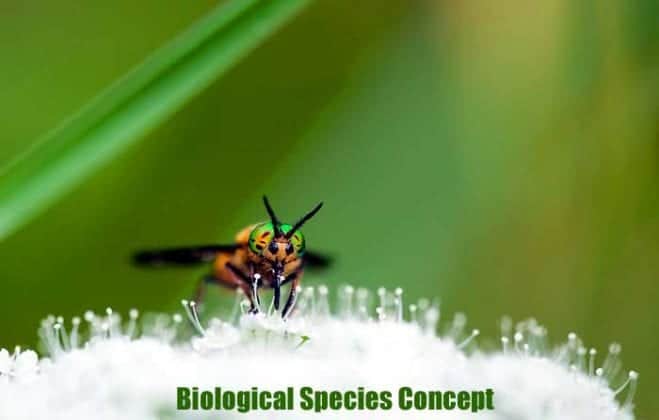 Biological Species Concept | Defining A Species | BioExplorer