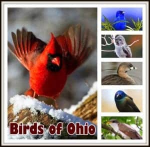 Top 15 Birds of Ohio | State Bird of Ohio | BioExplorer