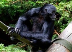 Black Monkeys | 113 Types of Black Monkeys | Black Primates