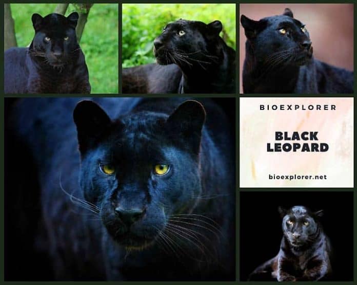 Black Leopard | Black Panther | Panthera pardus Fun Facts