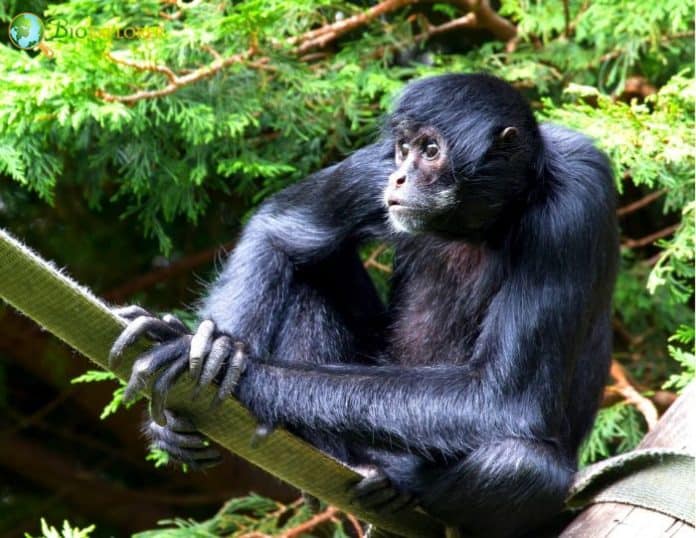 Black Spider Monkey Characteristics | Ateles paniscus Diet & Facts
