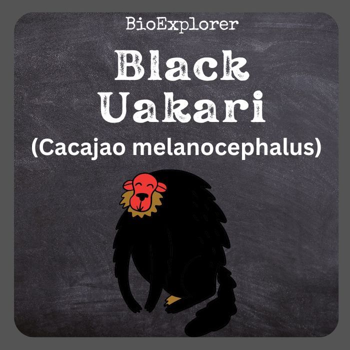 Black Uakari Characteristics | Cacajao Melanocephalus Facts | BioExplorer