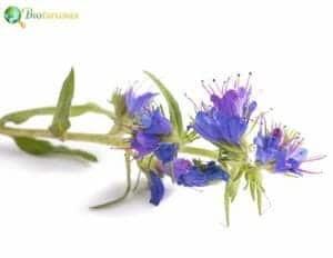 Bugloss Flower | Echium vulgare | Blueweed | BioExplorer.net