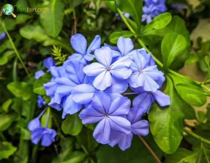 Periwinkle Flower | Vinca minor | Dwarf periwinkle | BioExplorer.net