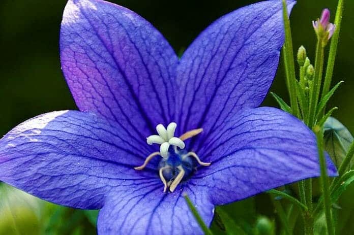 Balloon Flower | Japanese Snowdrop | Chinese Bell Flower | BioExplorer