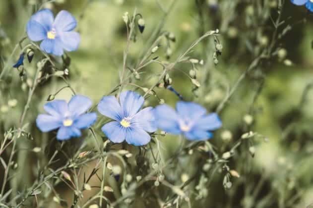 Big Flax Flower | Belarus National Flower | Cup-shaped Flower