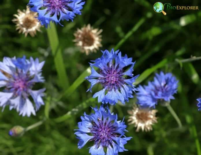 Centaurea cyanus Flower | Garden cornflower | Pictures | BioExplorer.net
