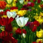 Botany Degree Programs | What Is A Botanist | Top 5 Universities