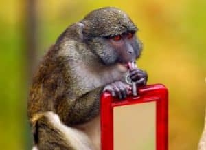 Brown Monkeys | Types of Brown Monkeys | BioExplorer.net