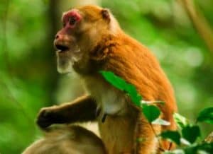 Brown Monkeys | Types of Brown Monkeys | BioExplorer.net