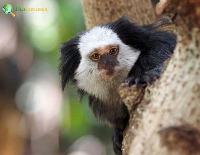 White-Headed Marmoset Characteristics | Callithrix Geoffroyi Diet ...