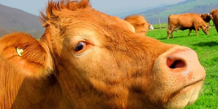 Carbon Cycle Steps | Definition,Types & Importance | Biology Explorer