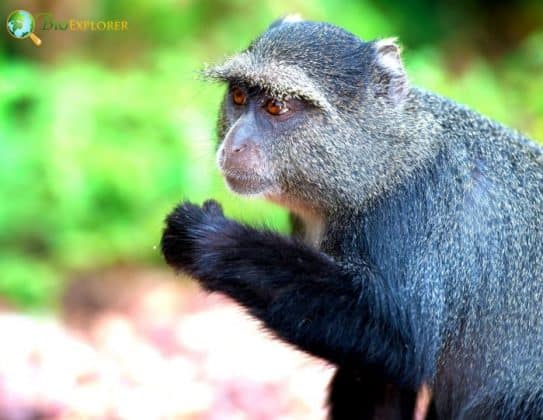 Blue Monkey Characteristics | Samango Monkey | Cercopithecus Mitis Diet ...