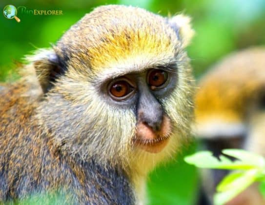 Mona Monkey Characteristics | Cercopithecus Mona Diet & Facts