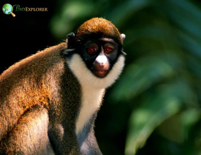 Lesser Spotted-Nosed Monkey Characteristics | Cercopithecus Petaurista ...