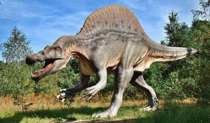 Biological Species Concept | Defining A Species | BioExplorer