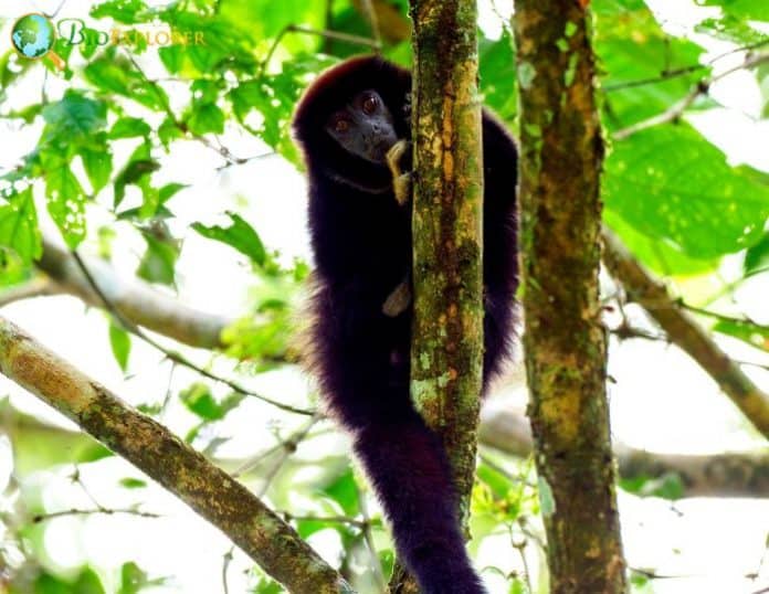 Lucifer Titi Characteristics | Cheracebus Lucifer Diet & Facts ...