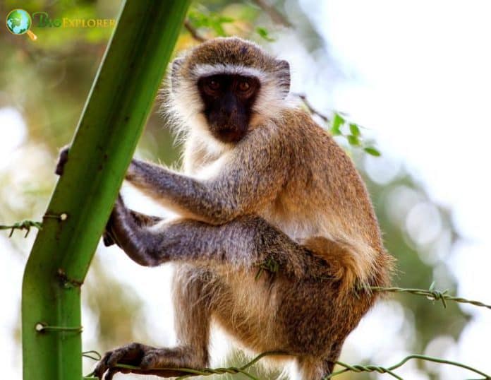 Green Monkey Characteristics | Chlorocebus Sabaeus Diet & Facts