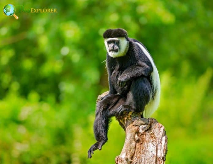 Mantled Guereza Characteristics | Colobus Guereza Diet & Facts