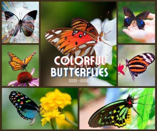 25 Colorful Butterflies | Most Colorful Butterfly Species In the World