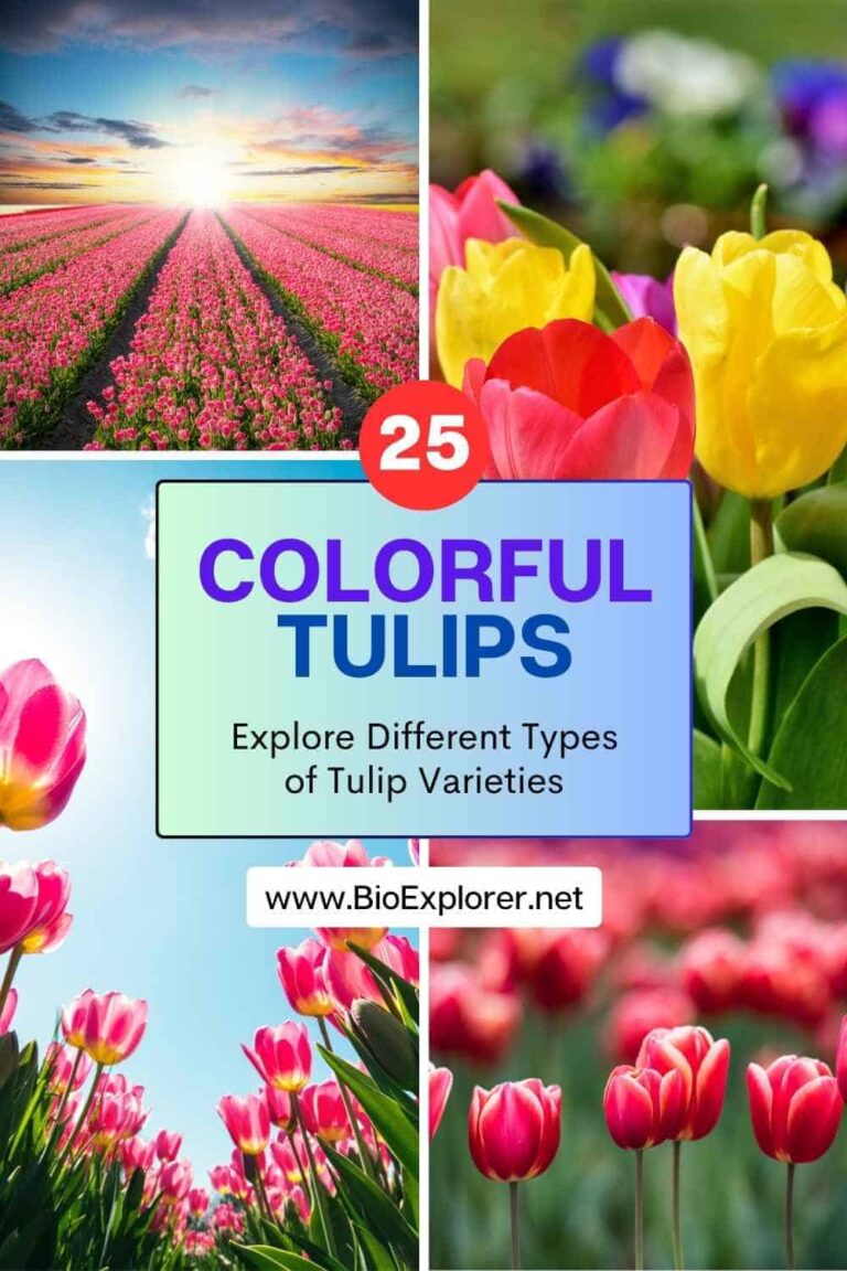 Top 25 Colorful Tulips | Guide to Vibrant Blooms | BioExplorer