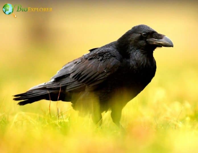 Common Raven | Corvus Corax | Black Bird | BioExplorer