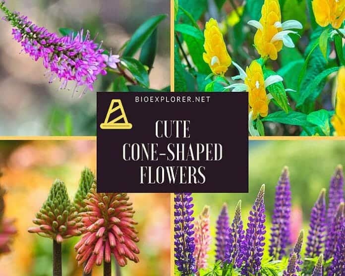 30+ Cone-Shaped Flowers | Conical Shaped Hydrangeas | BioExplorer.net