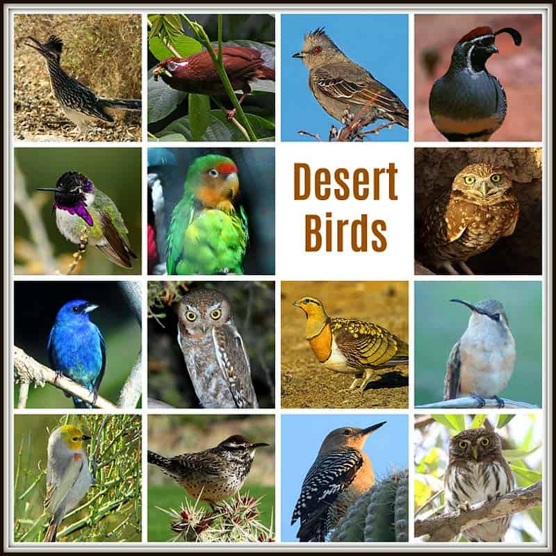 Desert Biome Animals Adaptations
