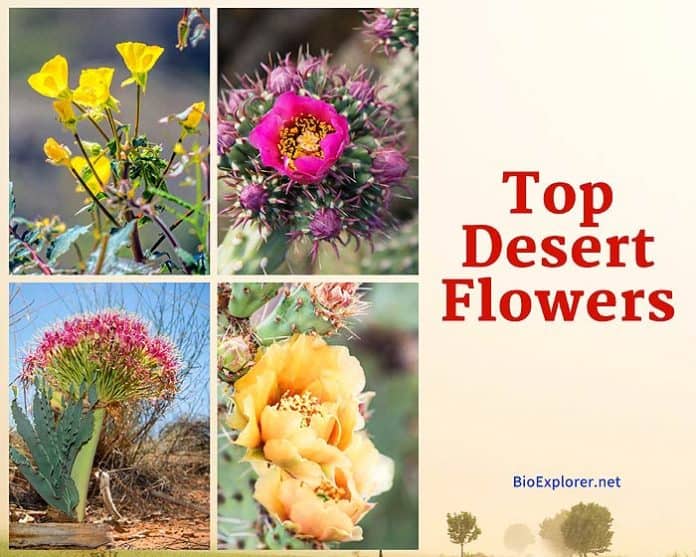 Desert Flowers with Pictures – 25 Hardy Blooms That Thrive in Arid Lands