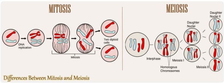 16 Differences Between Mitosis And Meiosis | Mitosis Vs. Meiosis