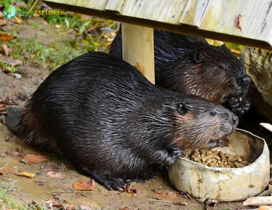 What Do Beavers Eat? | Beavers Diet By Types | BioExplorer.net