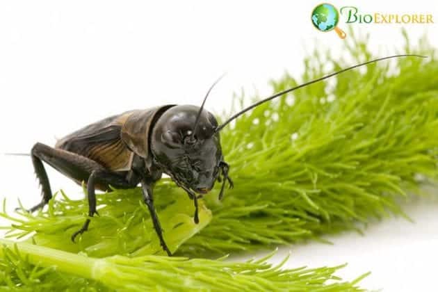 What Do Crickets Eat? | Cricket Diet By Types | What Eats Crickets?