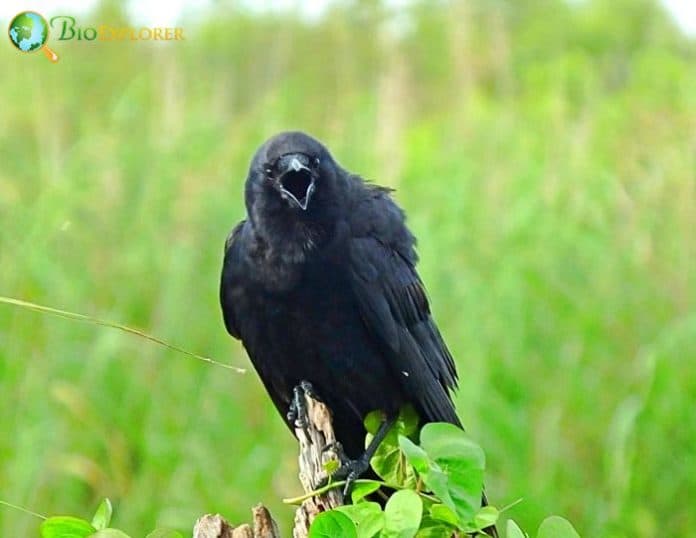 Fish Crow | Corvus Ossifragus | Black Bird | BioExplorer