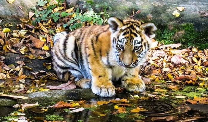 Can Animals Have Down Syndrome? | BioExplorer