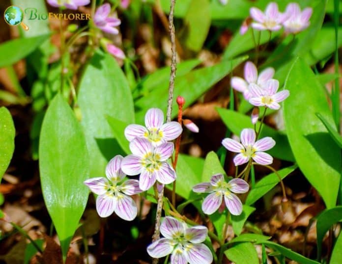 Spring Beauty Flower | Claytonia Virginica | Wildflower | BioExplorer