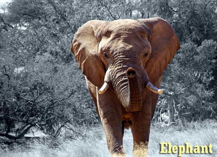Elephant Facts | Mammals | Animal Kingdom | Biology Explorer