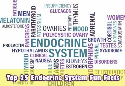Top 25 Urinary System Fun Facts (Updated 2023) | BioExplorer