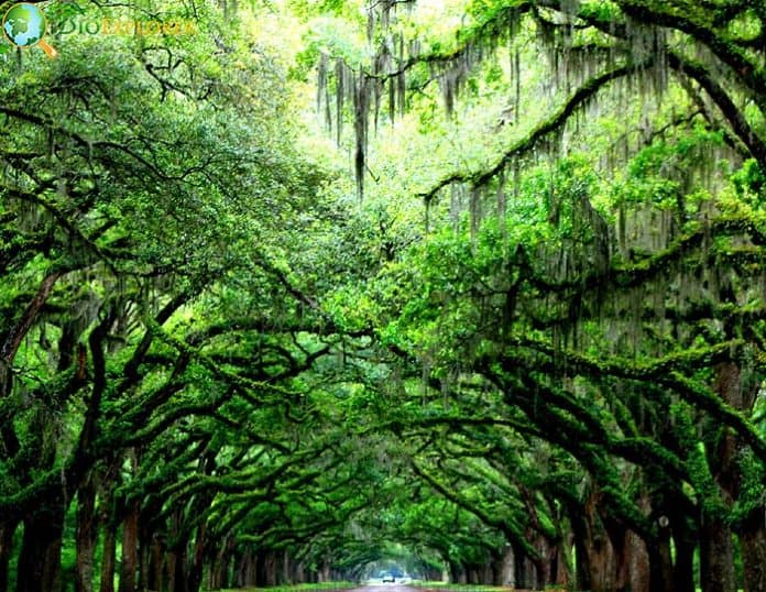 Types of Trees | Deciduous Trees | Evergreen Trees | Pictures