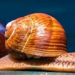 10 Branches of Ecology | 2 Subdivisions: Autoecology & Synecology