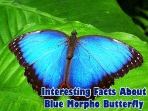 Top 21 Facts About Blue Morpho Butterfly (Updated 2023) | BioExplorer