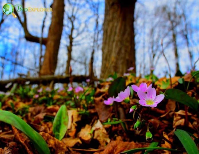 Spring Beauty Flower | Claytonia Virginica | Wildflower | BioExplorer