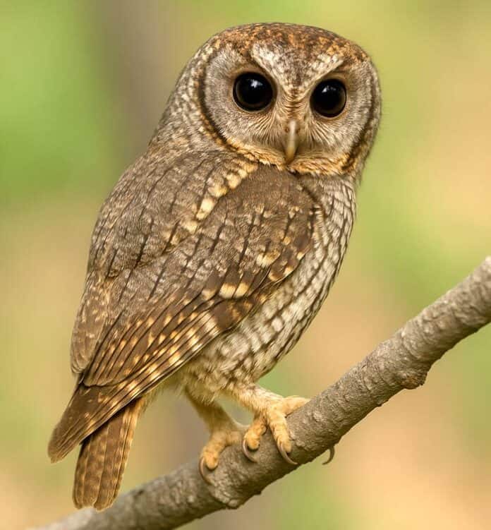 Flammulated Owl | Psiloscops flammeolus | BioExplorer