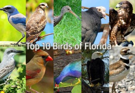 Top 15 Mexican Birds | Birds Native to Mexico | BioExplorer