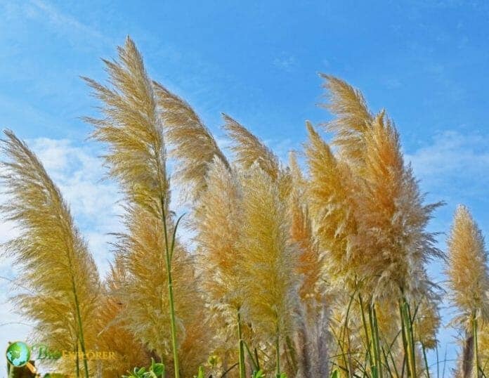 Flowering Reed | Phragmites australis | BioExplorer.net